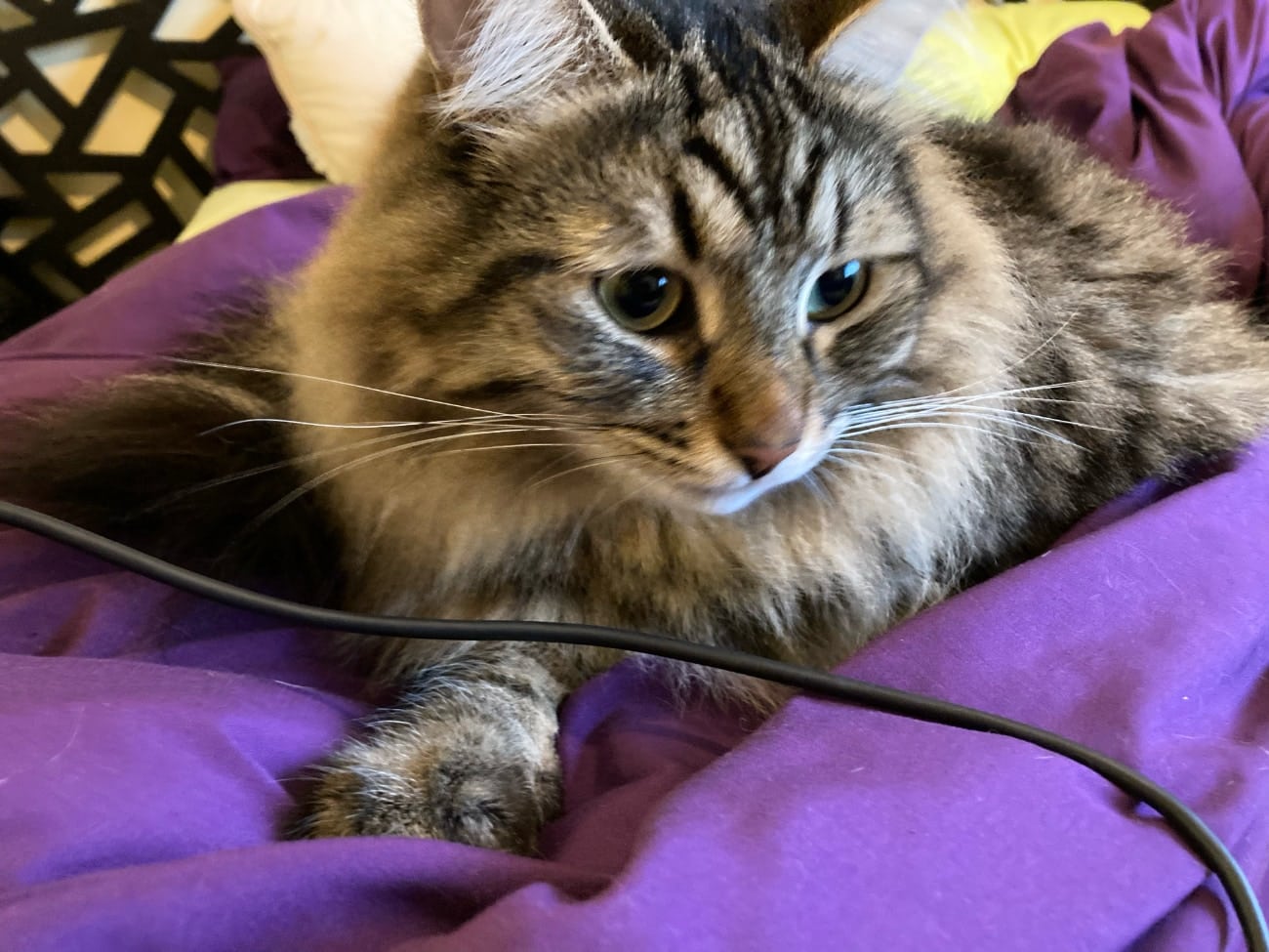 Mis gatos y porque se comen los cables: como protegerlos, pruebas y algunos