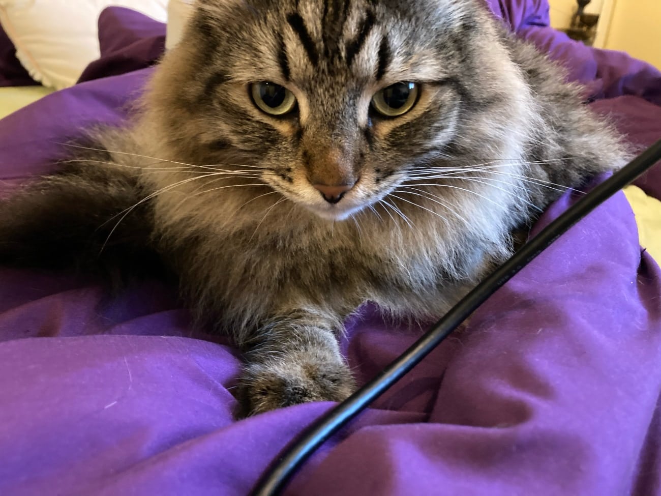 Mis gatos y porque se comen los cables: como protegerlos, pruebas y algunos